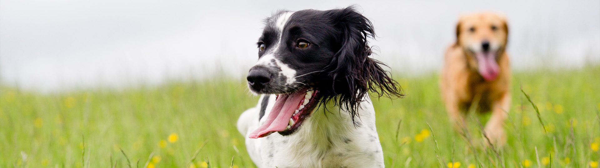 Platefulls - Dog - Natural Balance Pet Food Natural Balance Pet Food