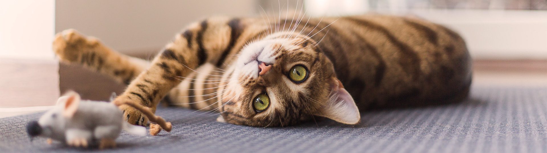 Original Ultra - Cat - Natural Balance Pet Food Natural Balance Pet Food