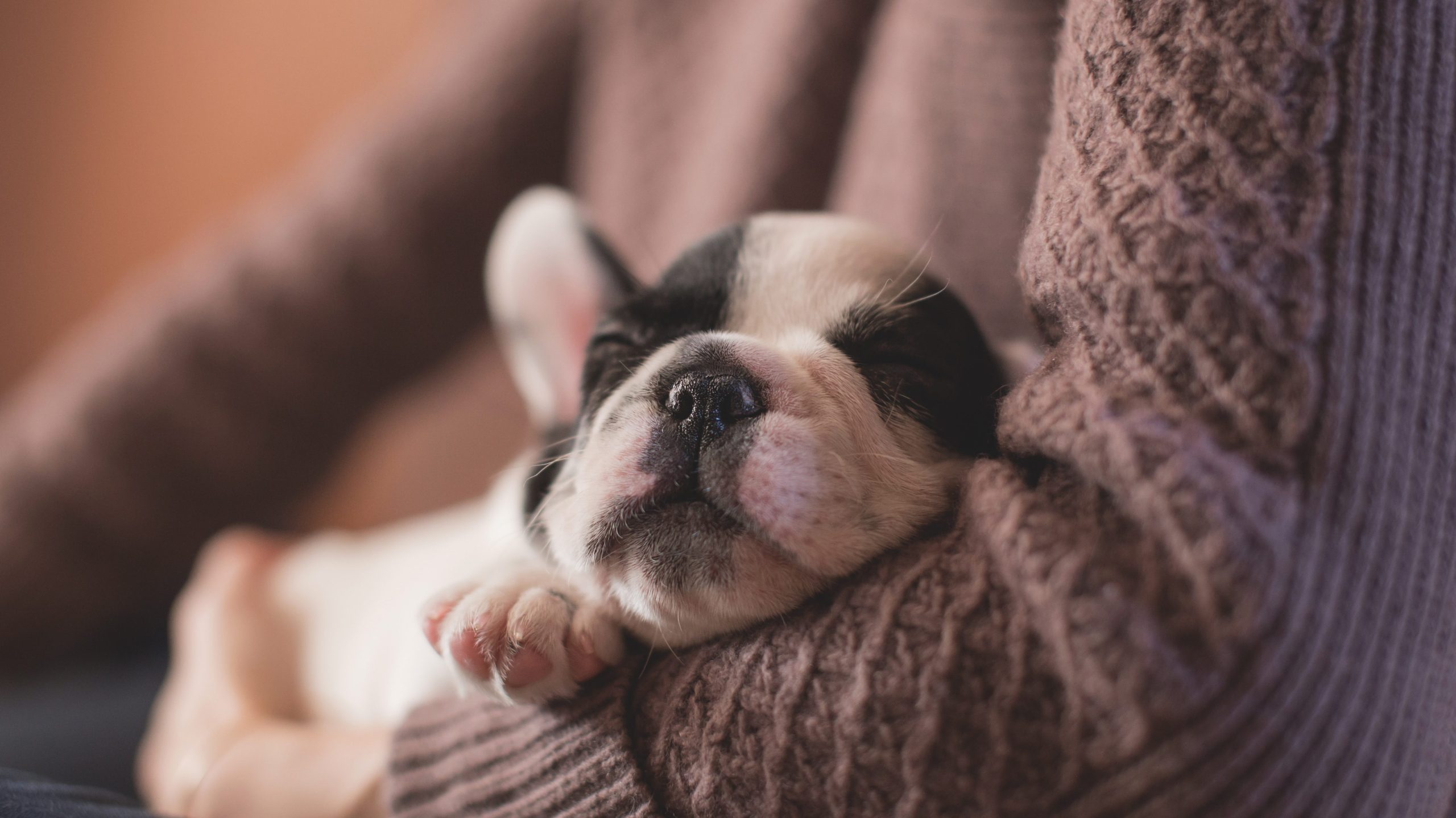 The New Pet Parent Survival Guide - Natural Balance Pet Food Natural ...